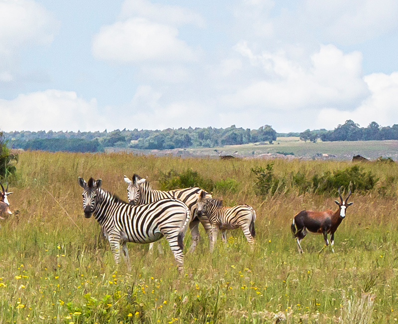 Doornkop Fish & Wildlife - QVI